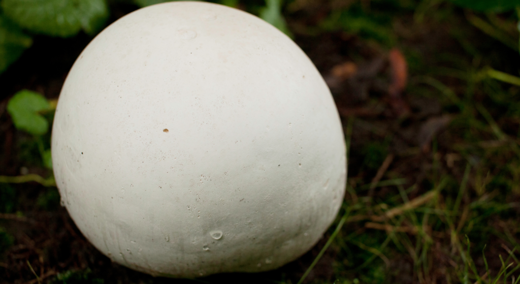 Forager’s tips for preparing giant puffball mushrooms as it's the ...